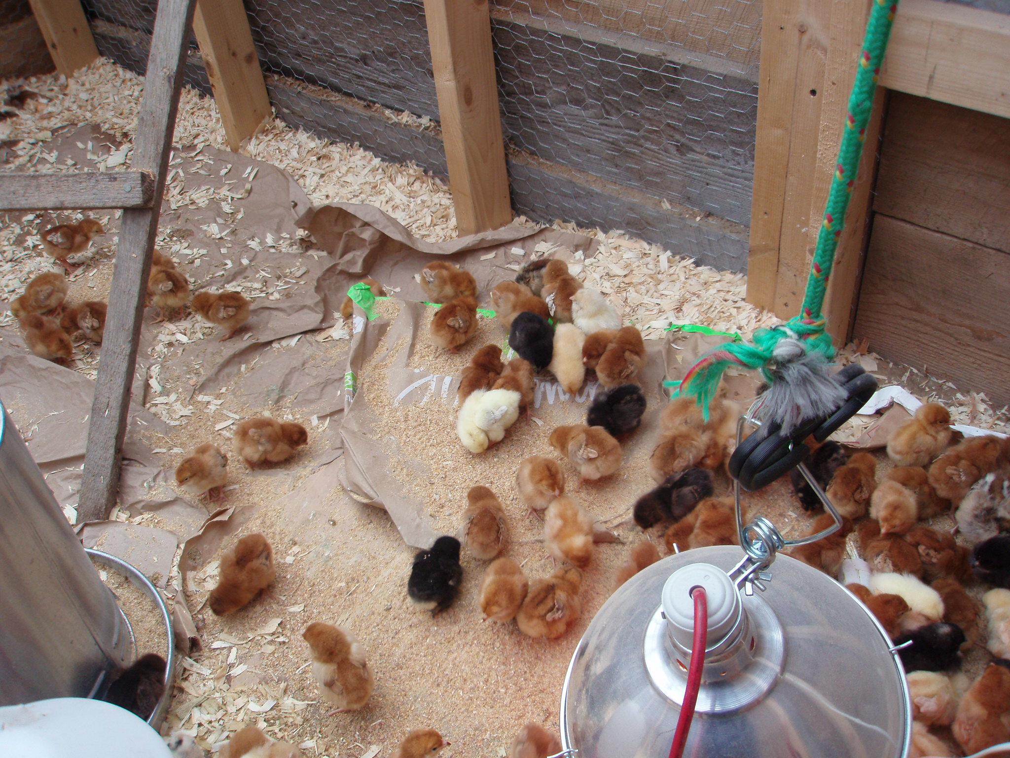 112 New Additions On The Farm SOUL FIRE FARM